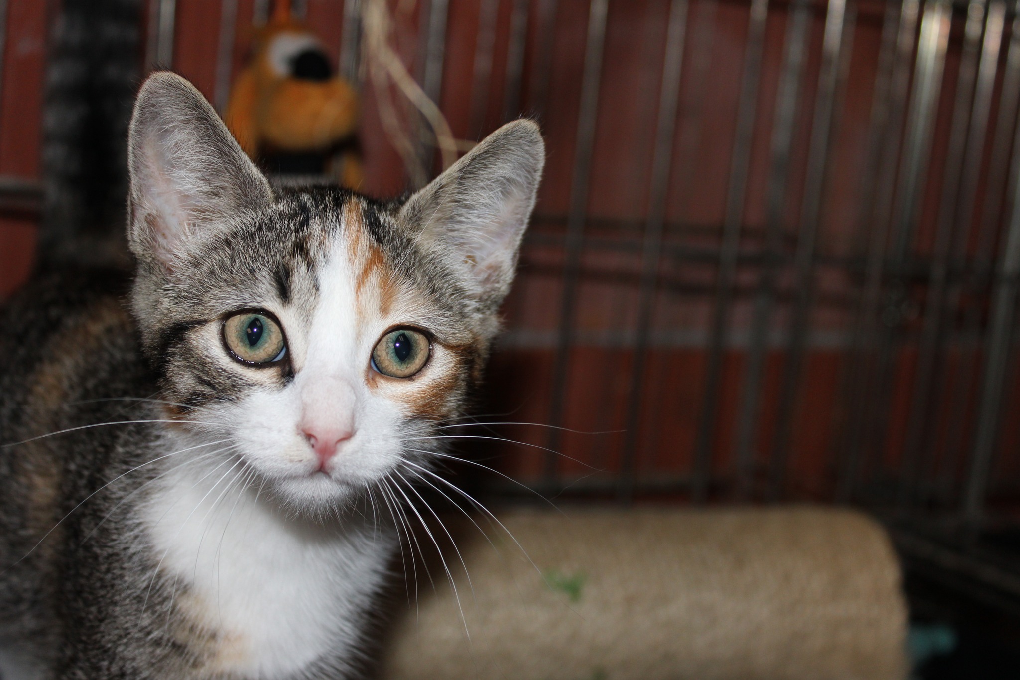 Auberge Des Quatre Pattes