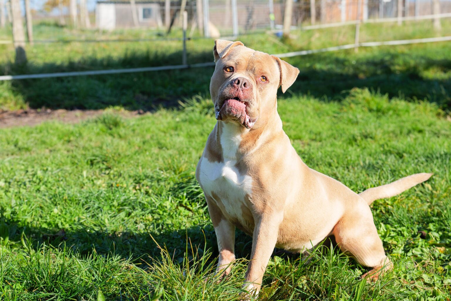 Auberge Des Quatre Pattes